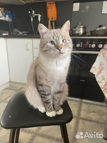 Шикарный кот Сеня ищет дом