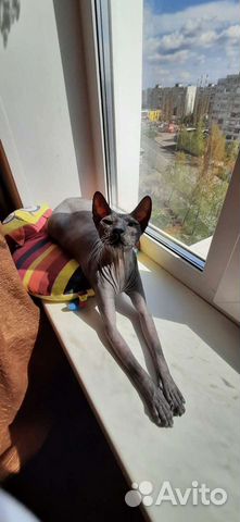 Отдам кота в добрые руки. Сфинкс донской