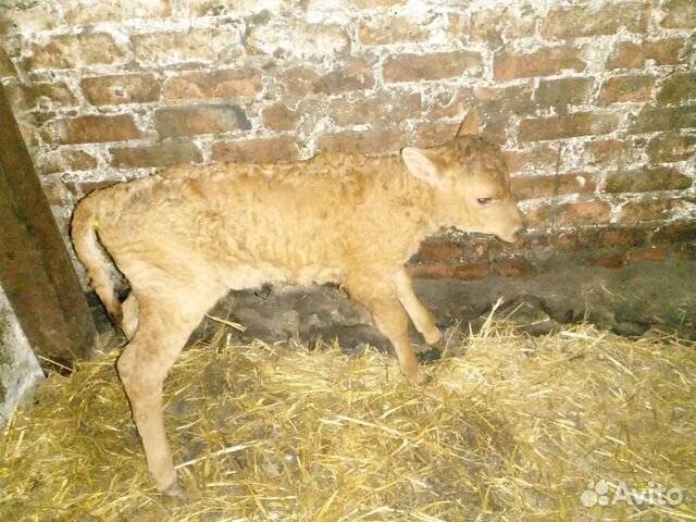 Телочка от молочной коровы