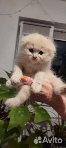 Вислоухий британец, котик