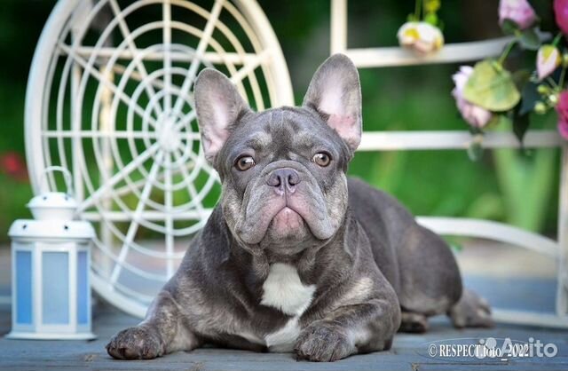 Лиловая девочка француз