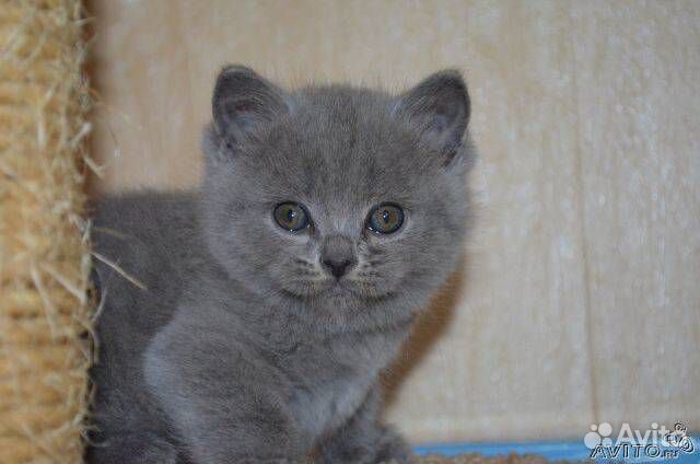 Британские малыши Барри и Барби