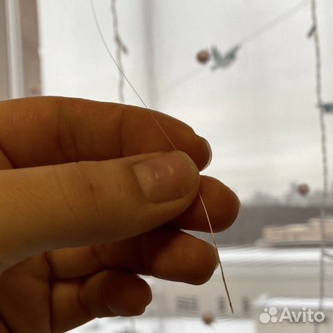 Ус кота британской породы