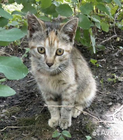 Котенок чудо малышка в добрые руки