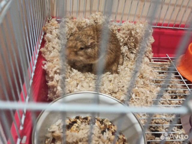 Джунгарский хомяк с клеткой. Песчанка