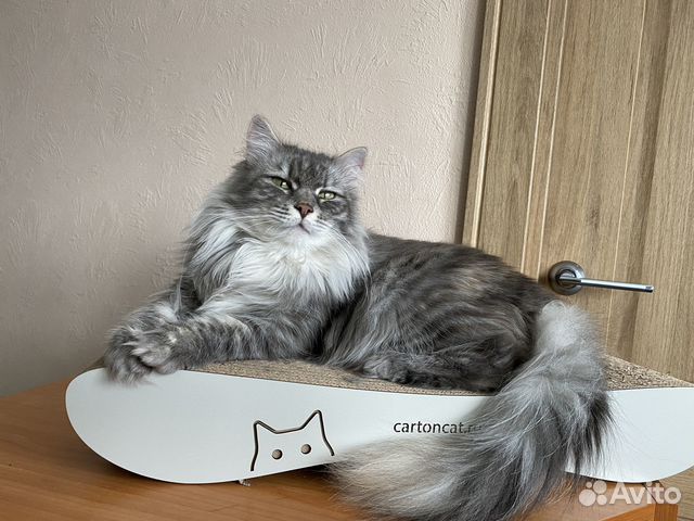 Сибирская кошечка