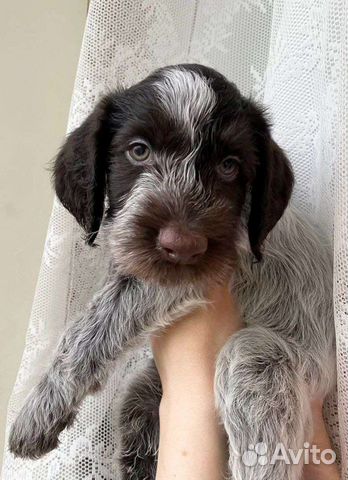 Собаки щенки