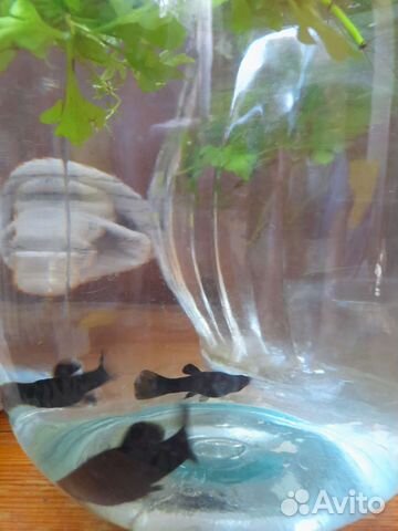 Моллинезия черная