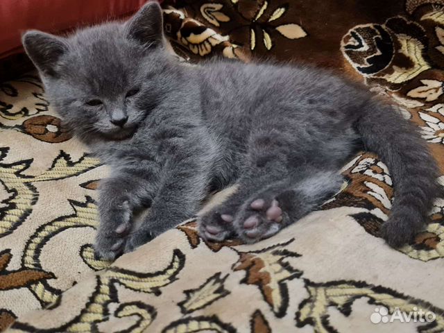 Британские котята