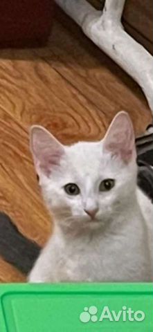 Котята селкирк рекс