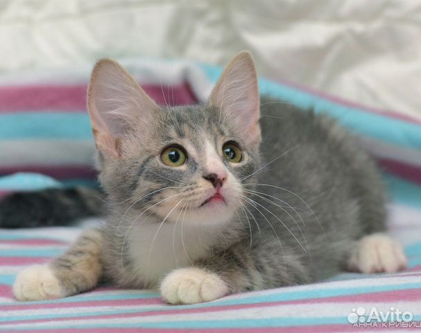 Девочка - пепельная шубка, нежный котенок