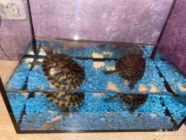 Аквариум 30 литров,2 красноухие черепашки