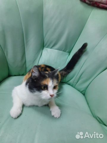 Счастье в дом