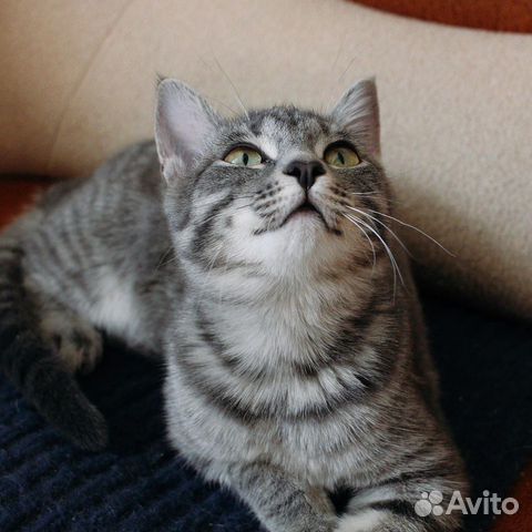 Котенок в добрые руки