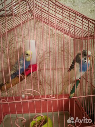 Волнистый попугай с клеткой