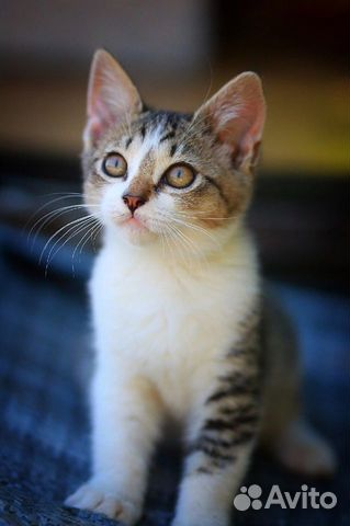 Котенок девочка очень милая Нюша