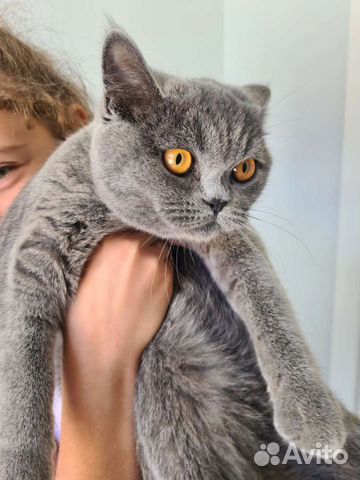 Кошка 7 месяцев