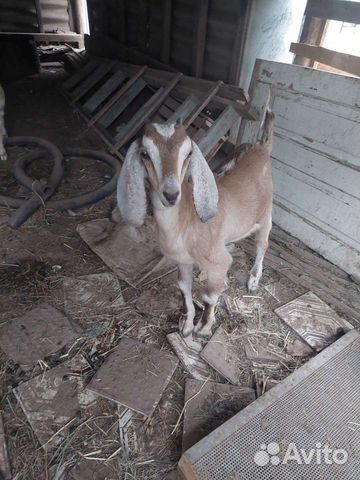 Англо нубийские козы козлята