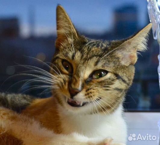 Артистичная фотомодель Леюшка 9 мес ищет дом