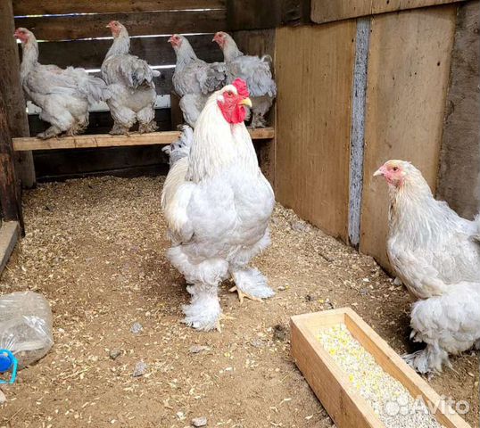 Инкубационное яйцо кур брама