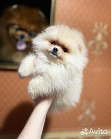 Шпиц девочка крем