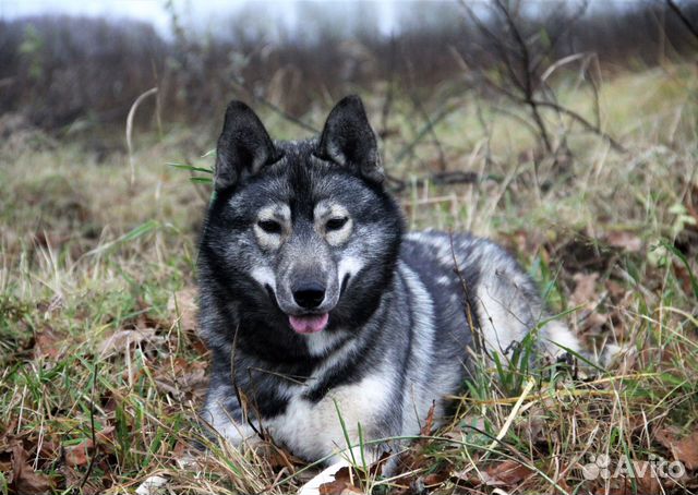 Мальчик Хаски агути