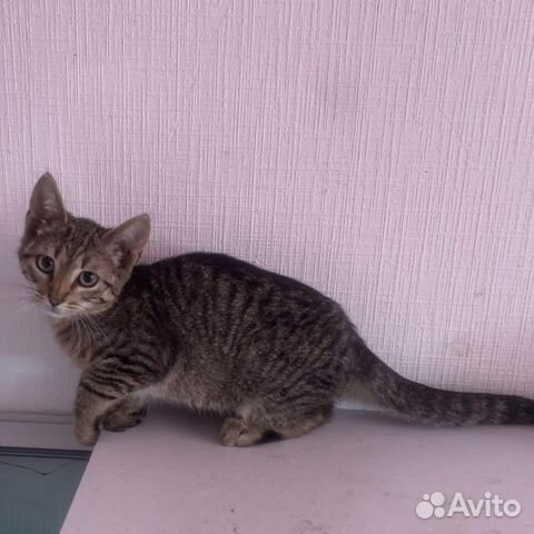 Котенок полосатый