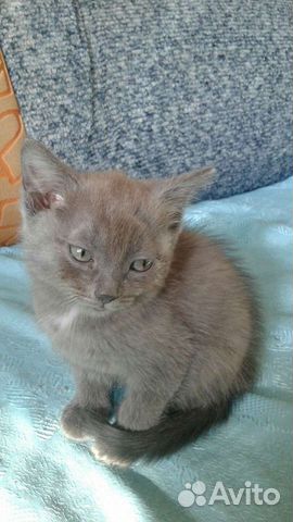 Полубританцы