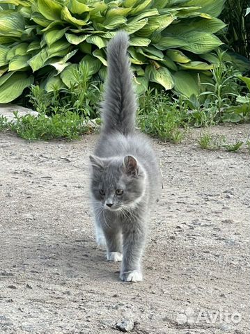 Котёнок в добрые обеспечанные руки