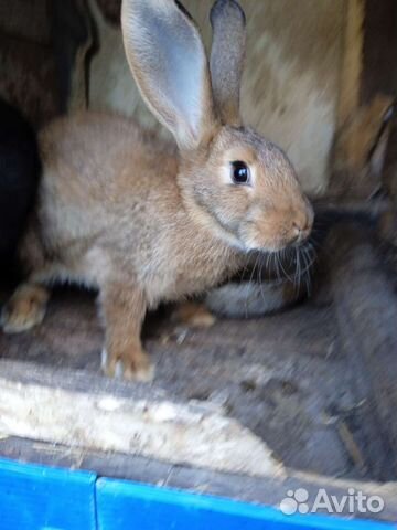 Крольчата