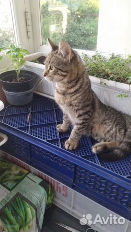 Котик - серый полосатик ищет дом