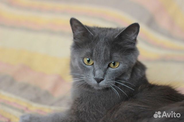 Ласковая кошечка в ласковые ручки