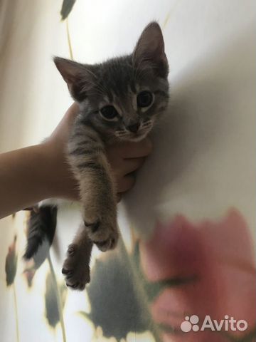 Абиссинская