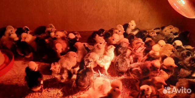 Цыпляты падуана