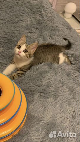 Мимишный котенок красотка девочка в добрые руки