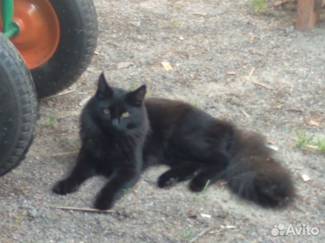 Кот на вязку нибелунг