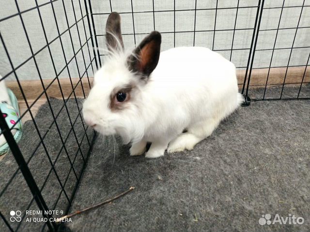 Кролик с вольером