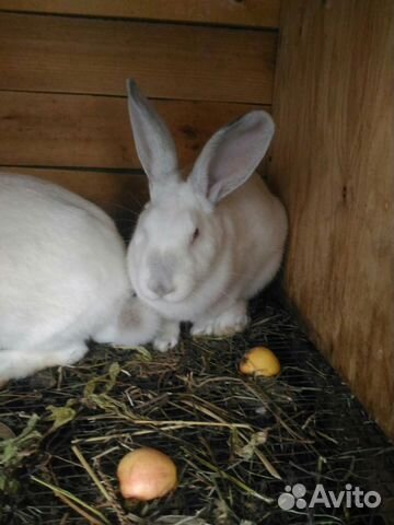 Продам поместных кроликов