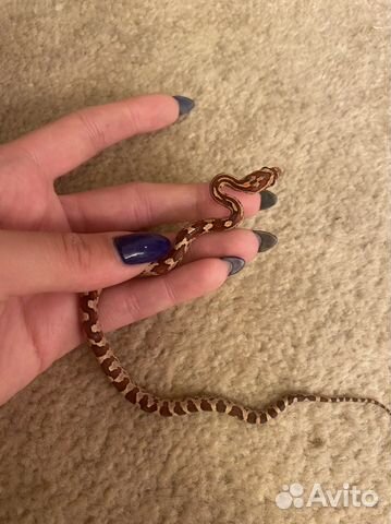 Маисовые полозята