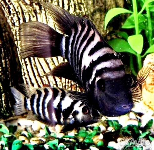 Цихлазома черноволосая, продам или обменяю