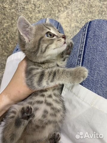 Котенок мальчик