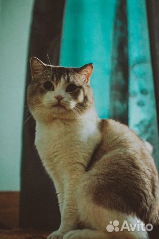 Шотландский кот вязка