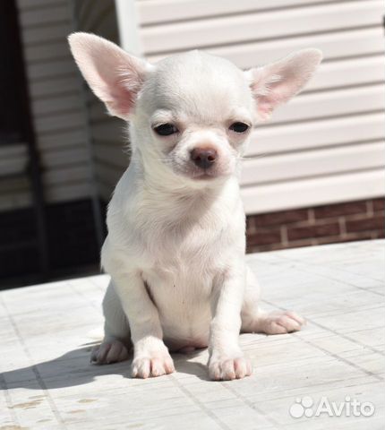 Мальчишка чихухуа