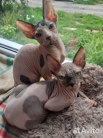 Котята сфинкс