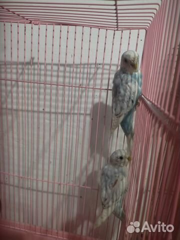 Продам попугайчиков