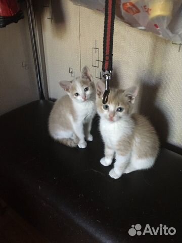 Малышка ищет добрые ручки