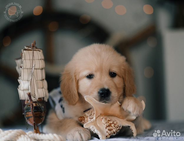 Щенки золотистого ретривера - девочка