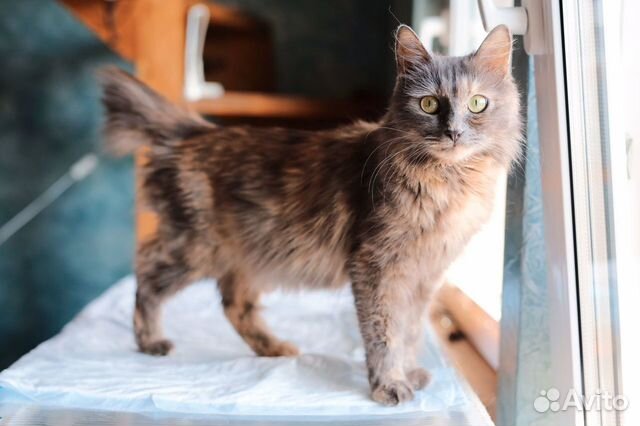 Красотка Джулия ищет дом