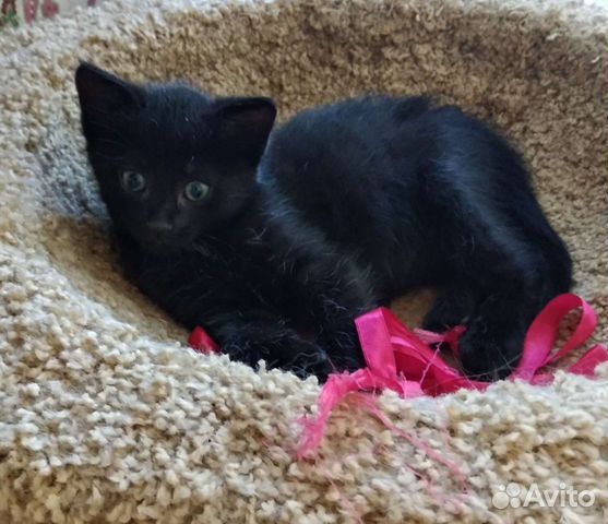 Котенок - озорной ласковый в добрые руки