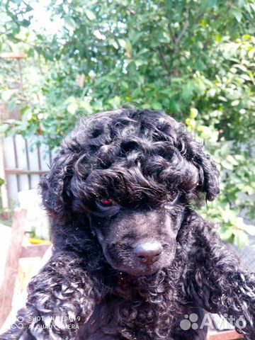 Артемон пудель